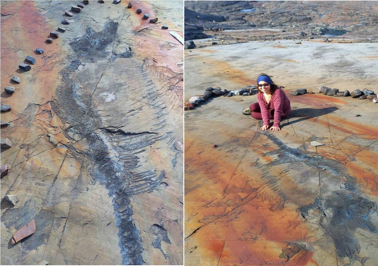 Primera ictiosaurio preñada fue encontrada en la Patagonia chilena