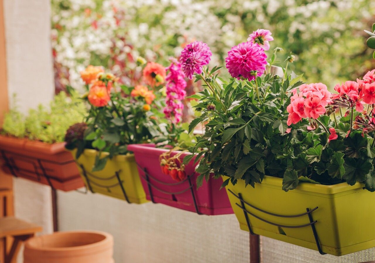 Fioriture estive generose e abbondanti: scegli una di queste 6 piante per decorare balconi e ...