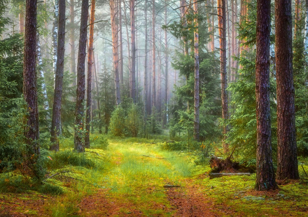 Climatograma De Floresta Decidua Temperada Floresta Temperada Pluvial