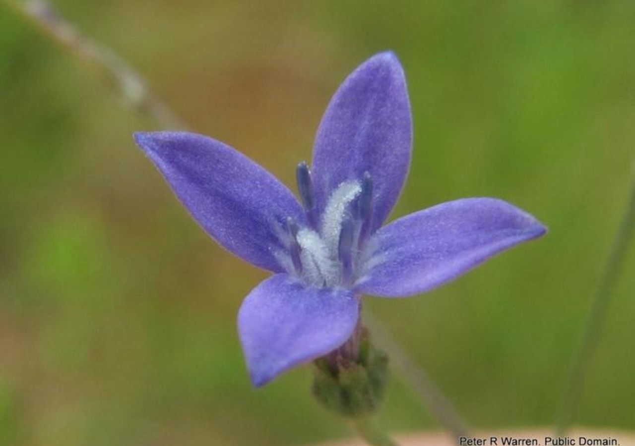 Flower "super power" paves way for new drug treatments