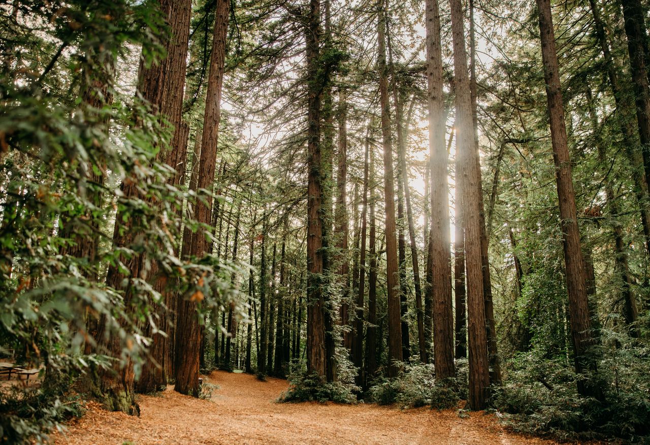 Forest Resilience After California’s Mega Fire Offers Hope For Future ...
