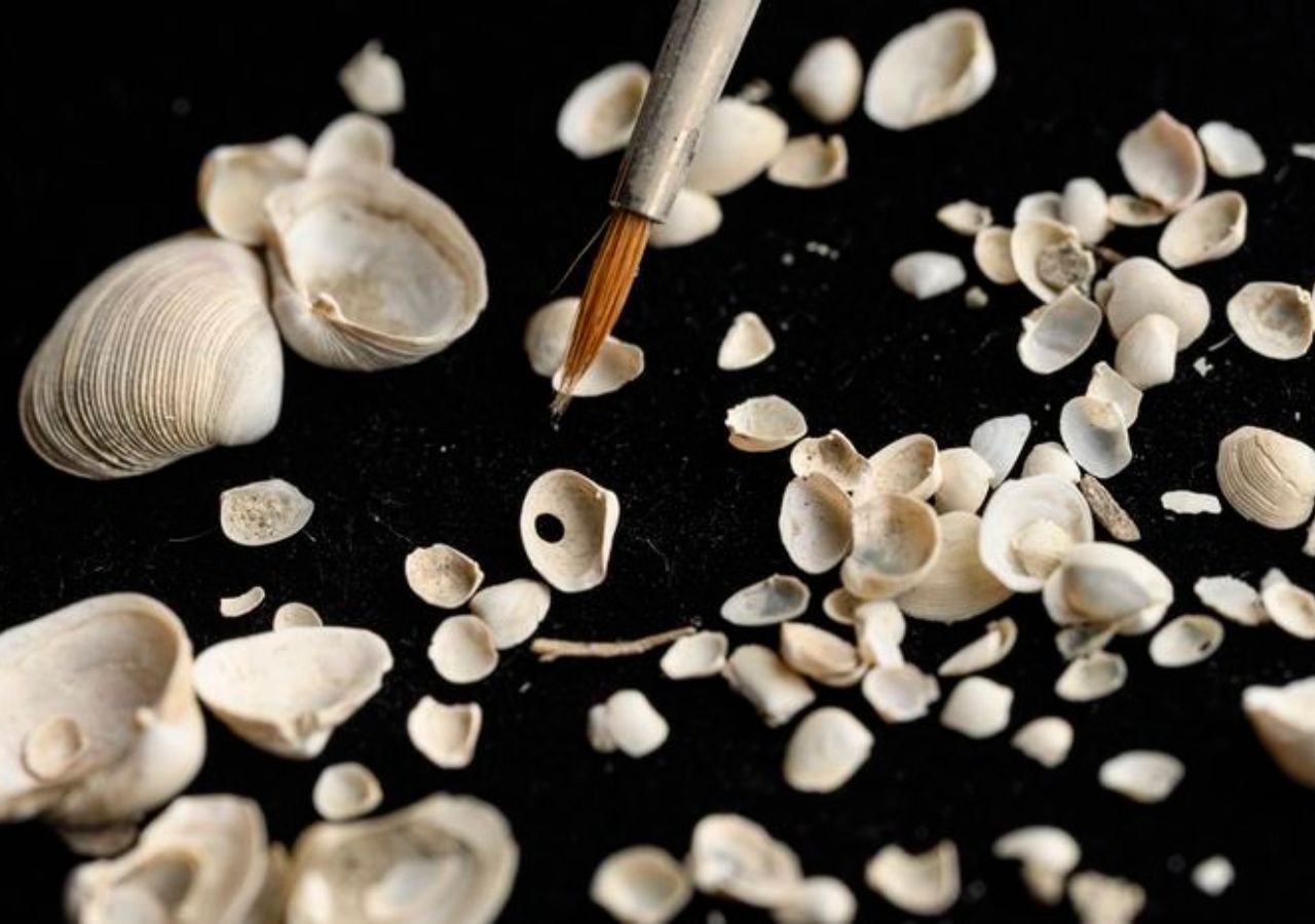 Fossil shells from the Adriatic Sea show the damage humans cause marine ...