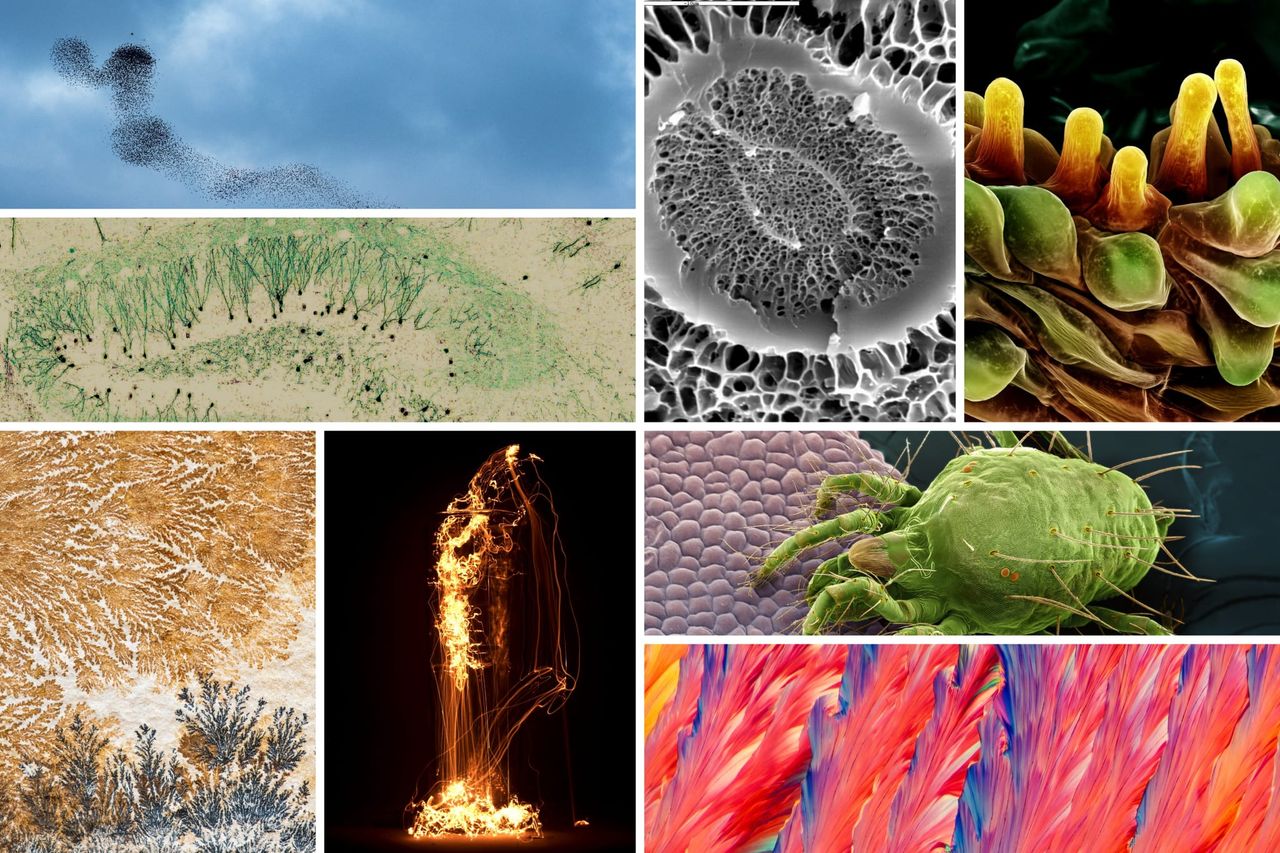 FOTCIENCIA da a conocer las mejores imágenes científicas de 2022