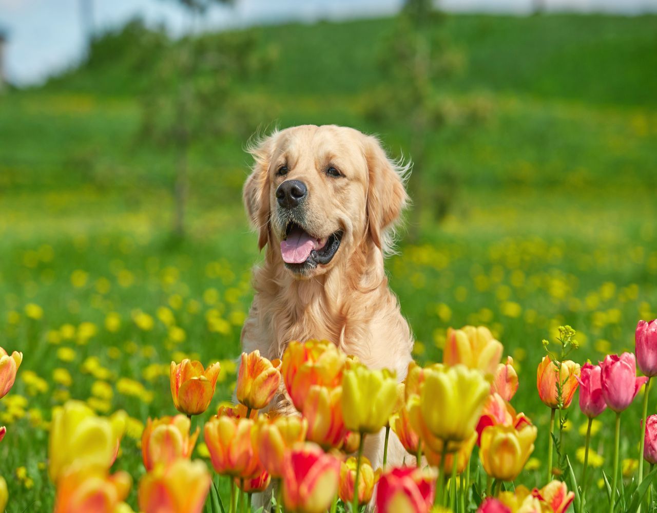 Endlich Frühling in Deutschland: Die Wärme kommt!