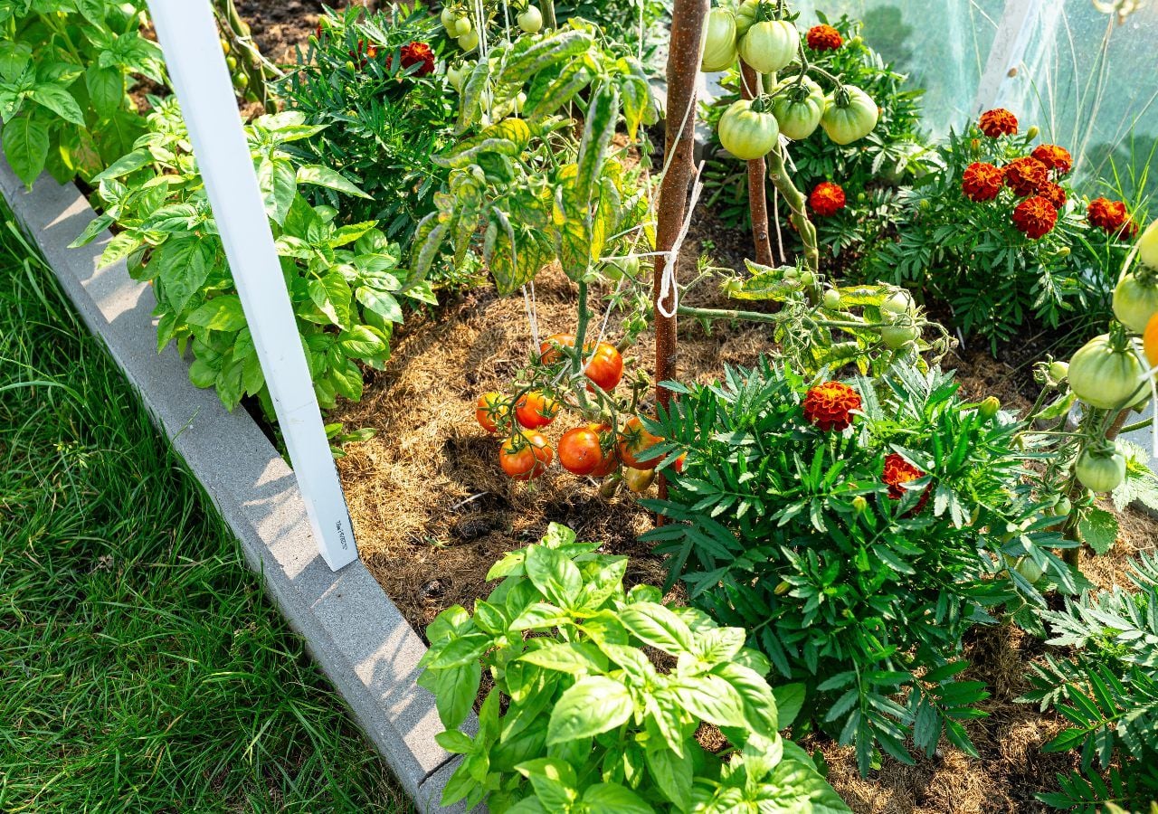 Plantar Verduras Adecuadamente