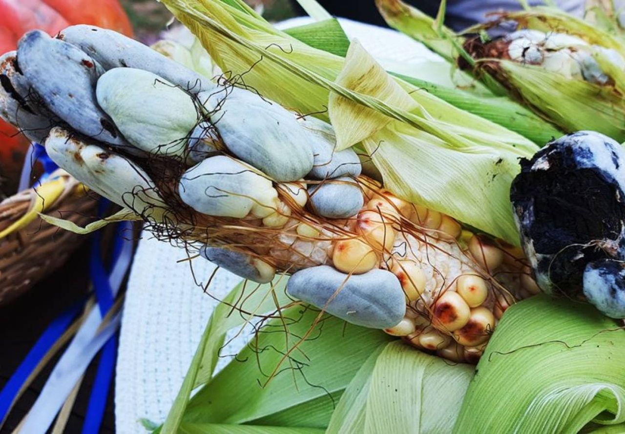 Mientras que en México el huitlacoche es un manjar, en Brasil este ...