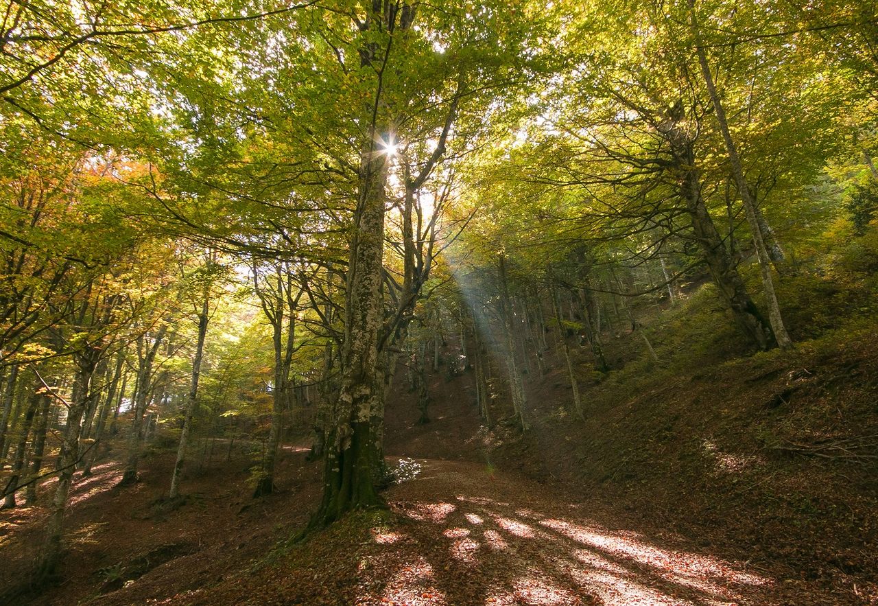 Journée des forêts, les treize forêts de hêtres italiennes sont un site ...