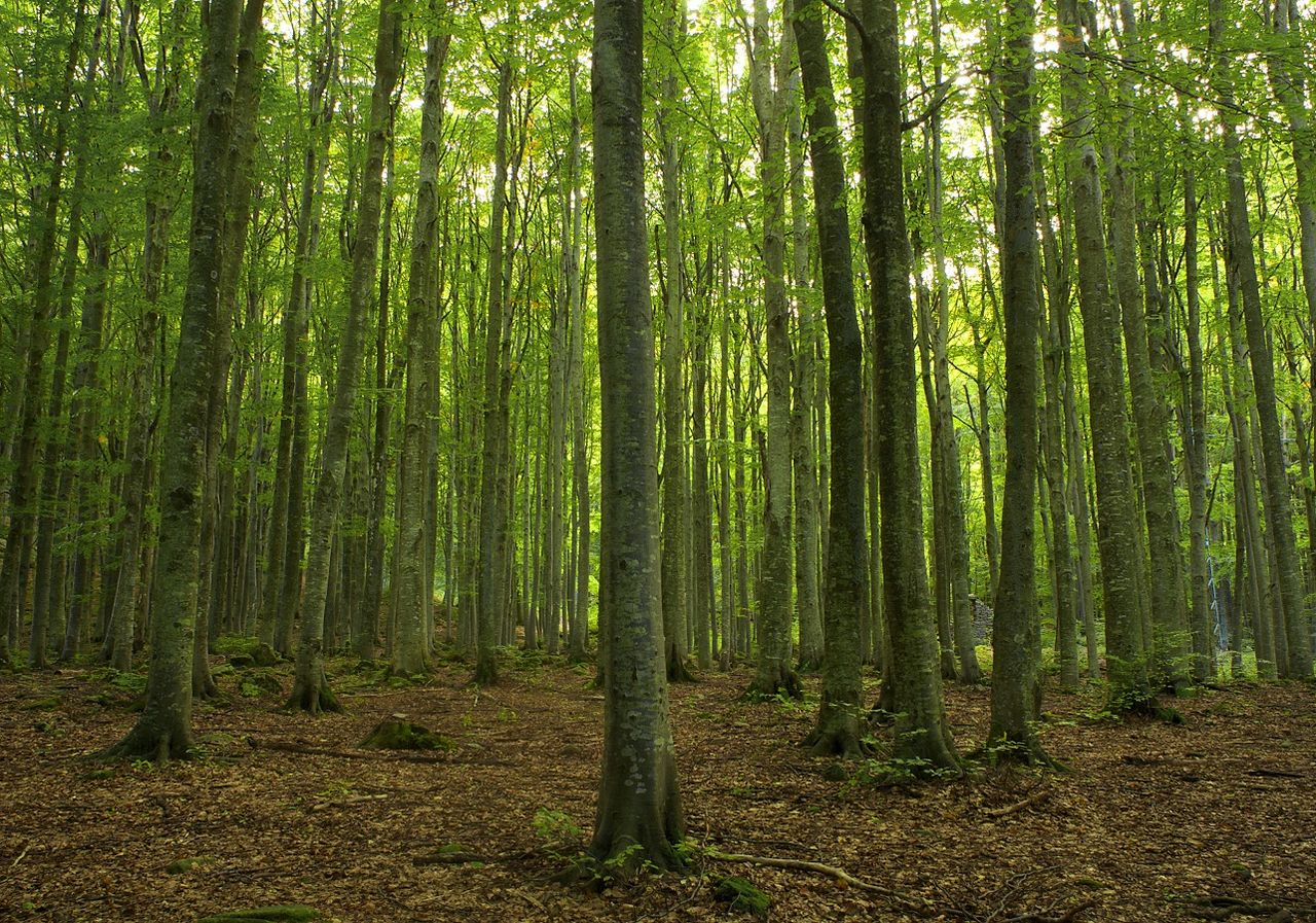 Giornata Mondiale dell'Ambiente 2021: "ripristinare gli ecosistemi"