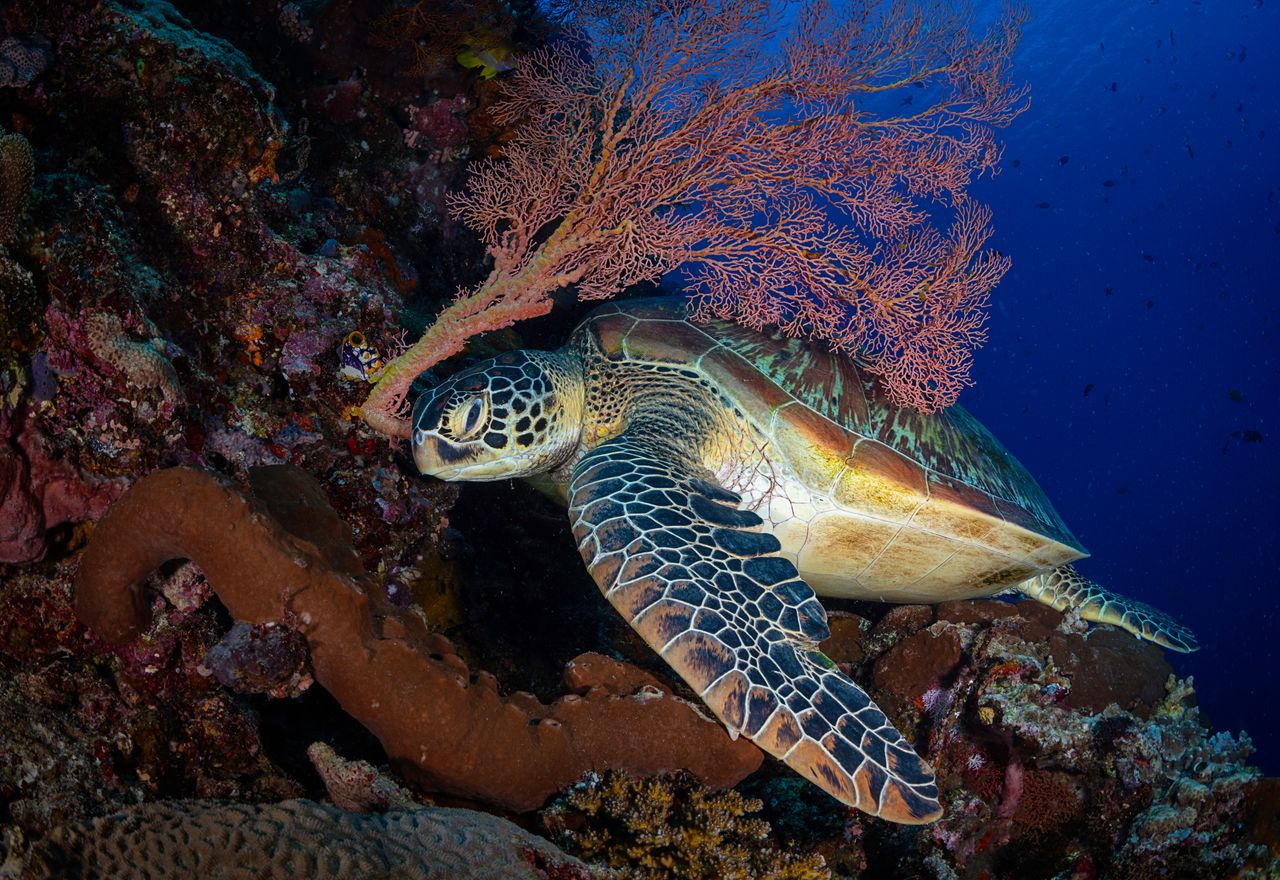 Glimmer of hope for sea turtles as populations show recovery