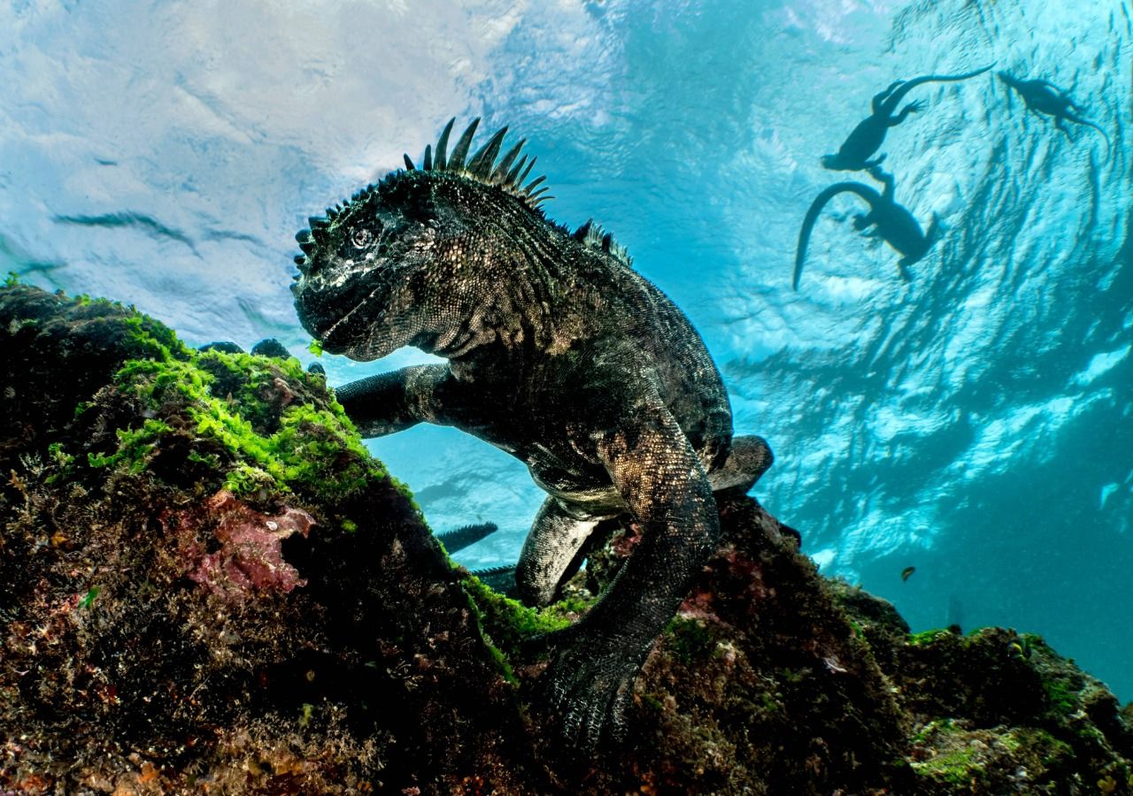 Good news! Wild animals are given global protections in global ...