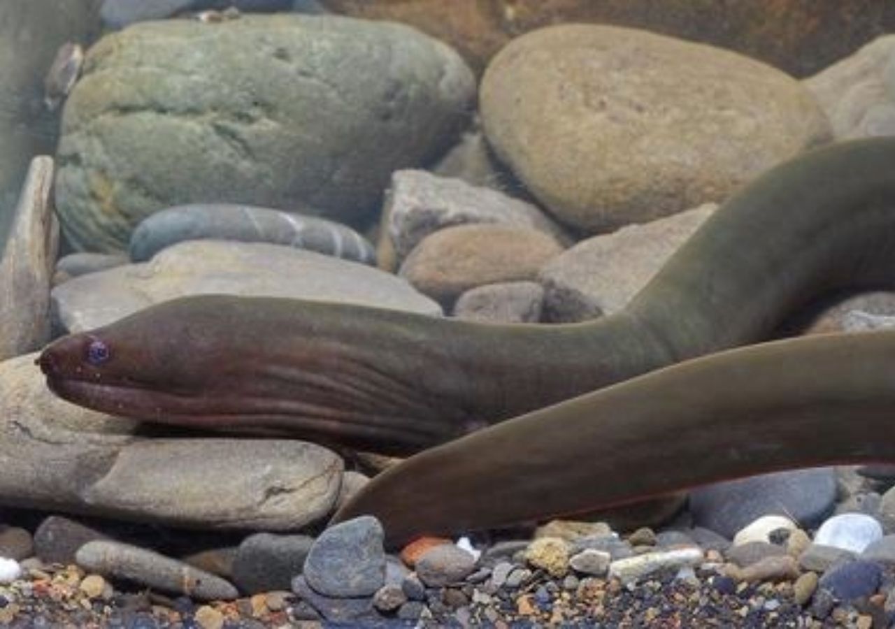 God of the Underworld or Moray Eel? New species of eel discovered in ...