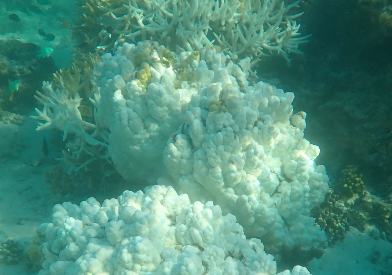 La Gran Barrera de Coral se vio gravemente afectada por el cambio climático en 2024: las ...