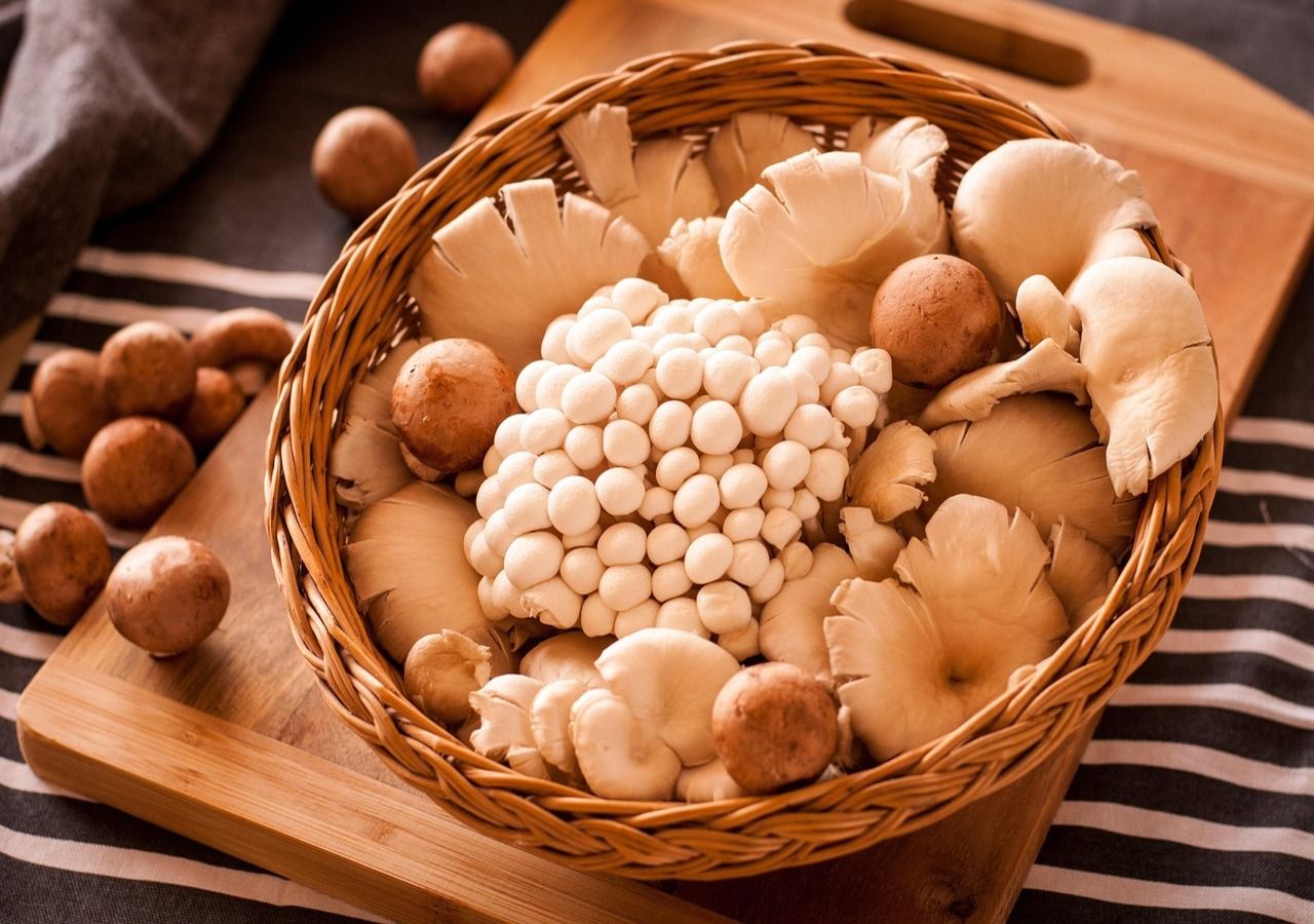 Grow your own edible, medicinal mushroom wonderland in your back garden