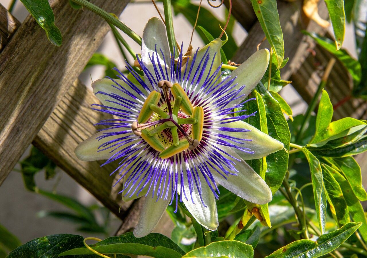 Guía para pequeños jardines: 5 enredaderas que puedes cultivar en ...