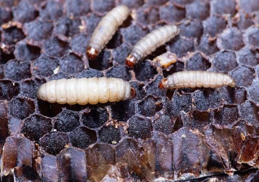 Caso resuelto por 'CSI Amazonía': la muerte prematura de los árboles