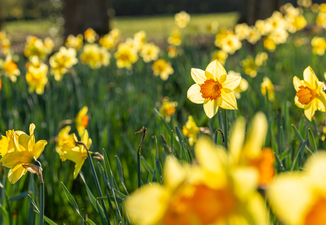Has spring sprung? UK weather maps show where it will be warmest today.