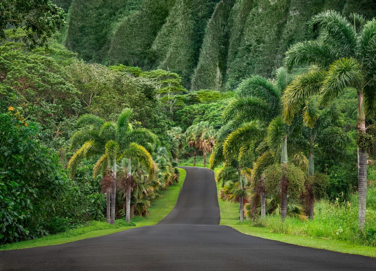 Hawaii’s Forests Are Changing: “You Won’t Find a Single Native Plant ...