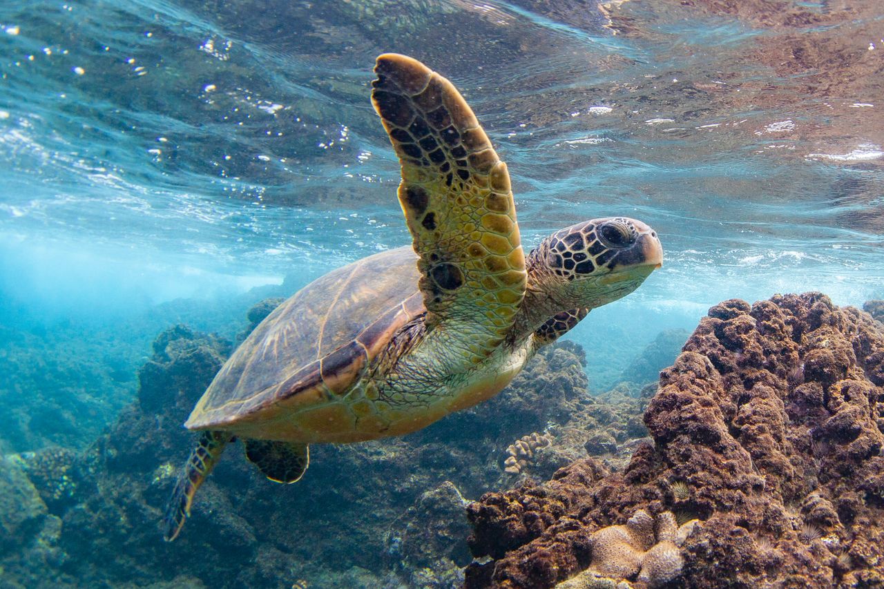 Hawaiian Coral Reefs Face Critical Threat from Ocean Acidification, New ...