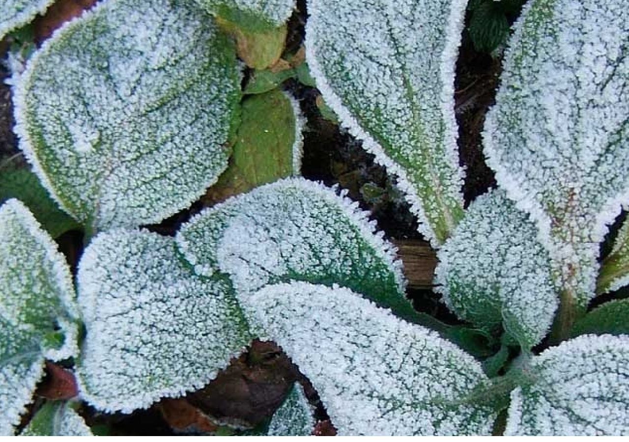 Helada negra y blanca, cómo se forman y qué daños le provocan a plantas ...