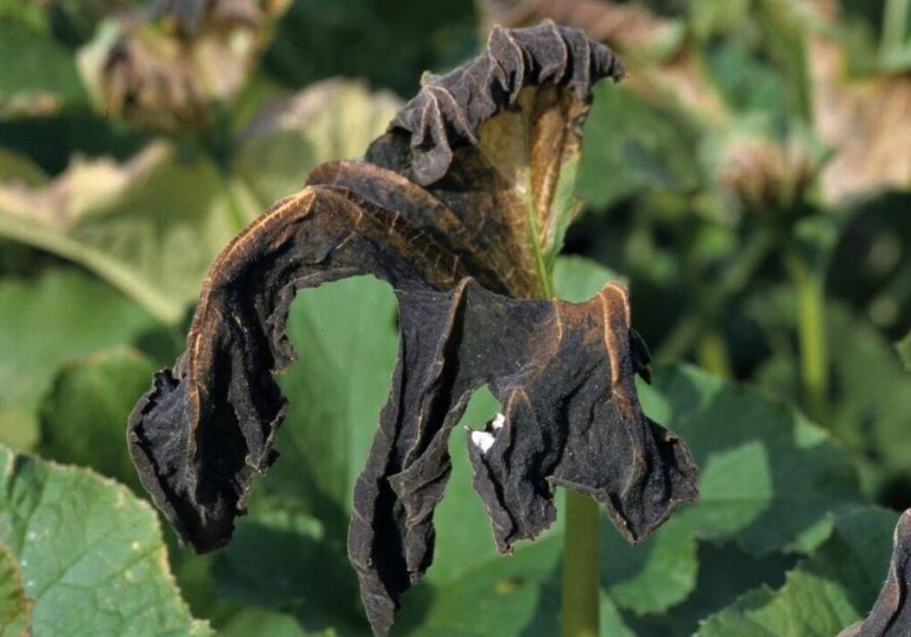 Las heladas invernales. Conoce sus tipos e impactos en la agricultura
