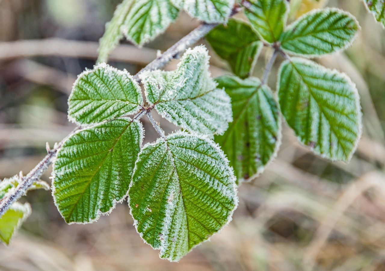 ¿Qué son las heladas agrometeorológicas?