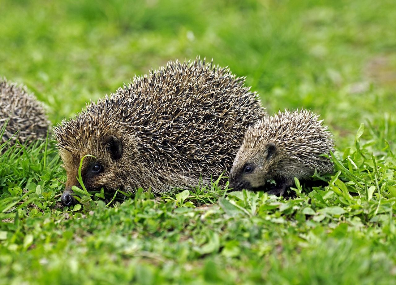 Hérissons menacés d'extinction en France : pour les protéger, des ...