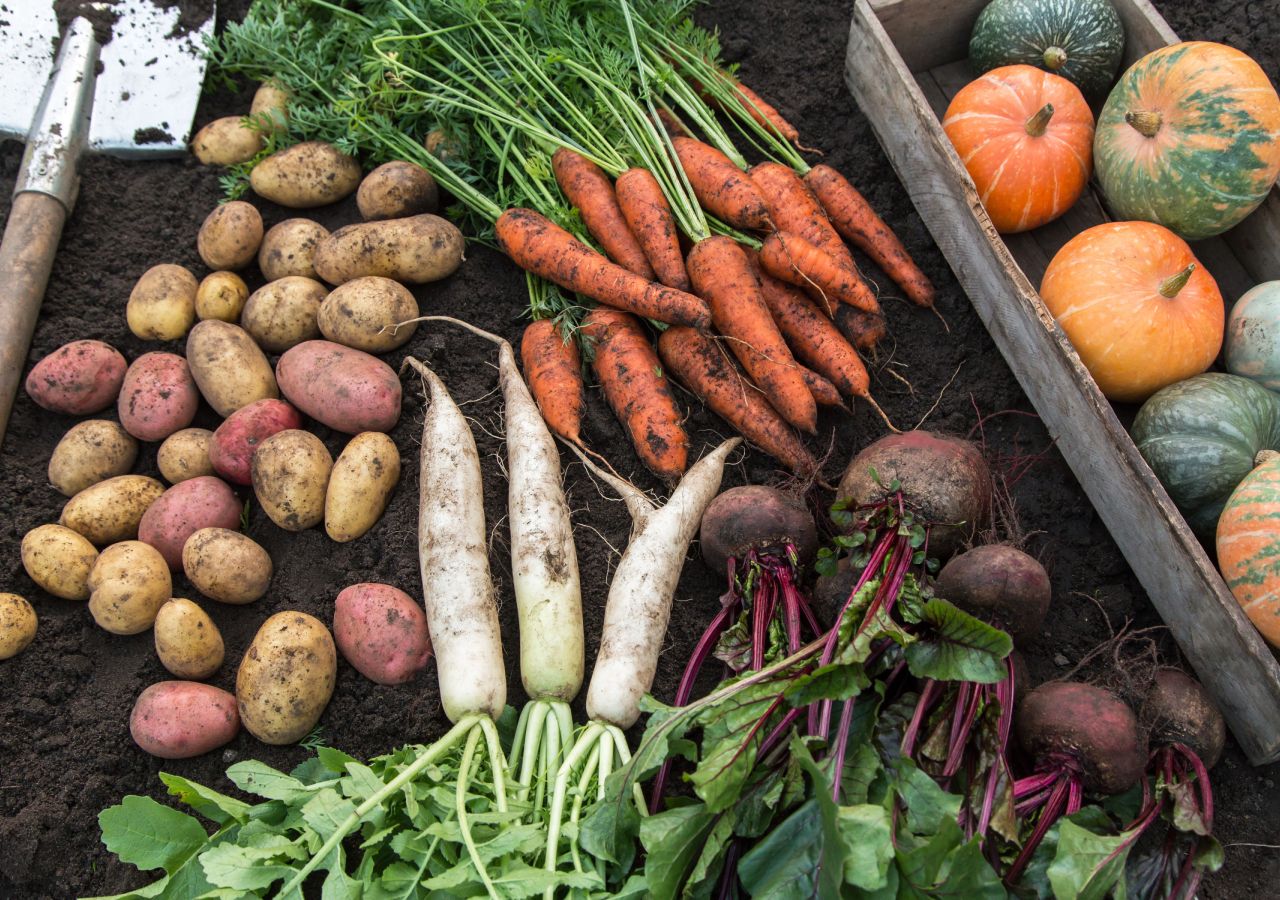 Hortalizas que se pueden cultivar en el huerto durante todo el año