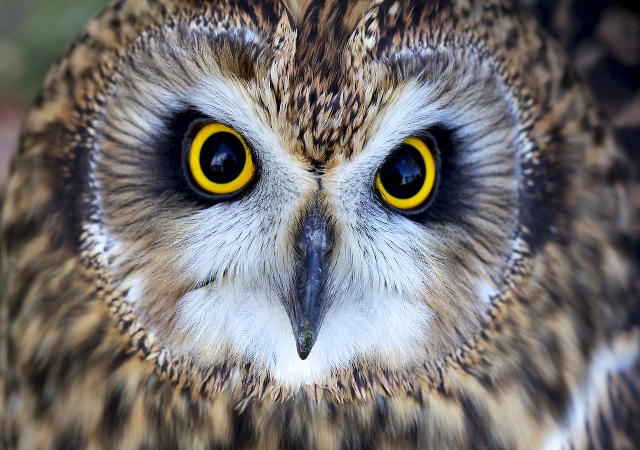 How did an owl end up on a North Sea rig? Storm Amy found responsible