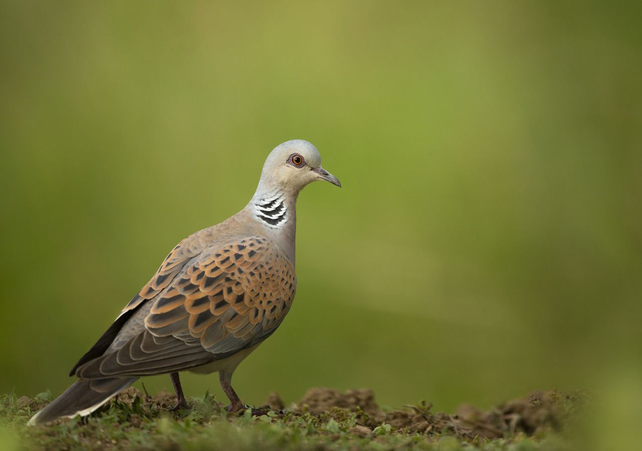 How farmers are bringing Turtle Doves back from the brink