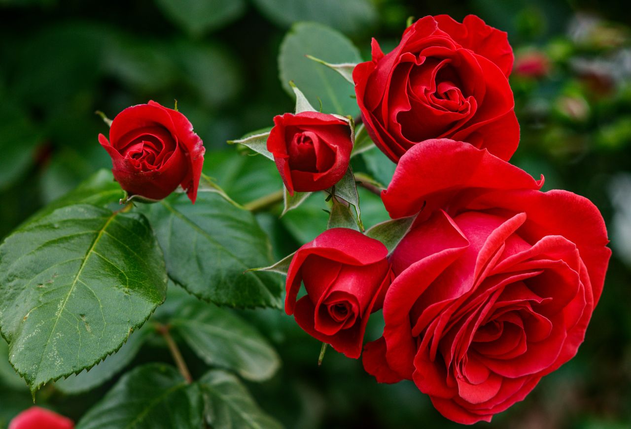 How to Care for Roses Successfully to Honor the National Flower of the ...