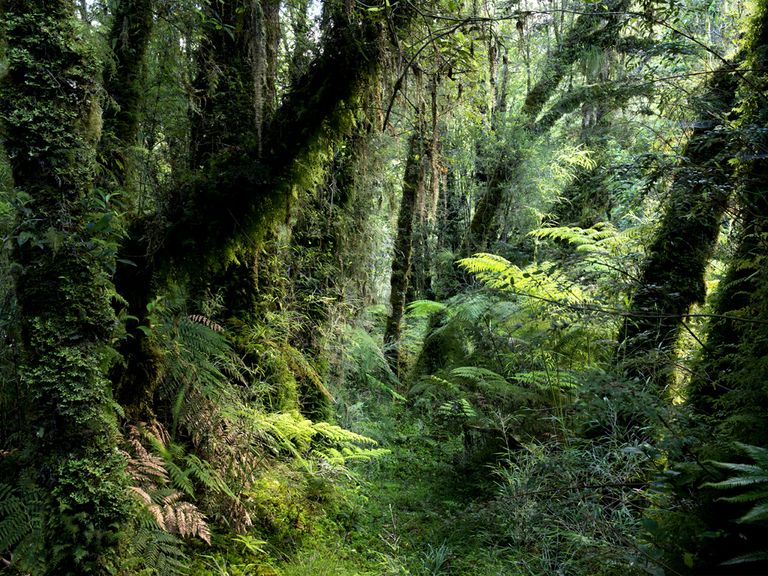 Hoy es el Día Internacional de los Bosques. Toca reflexionar