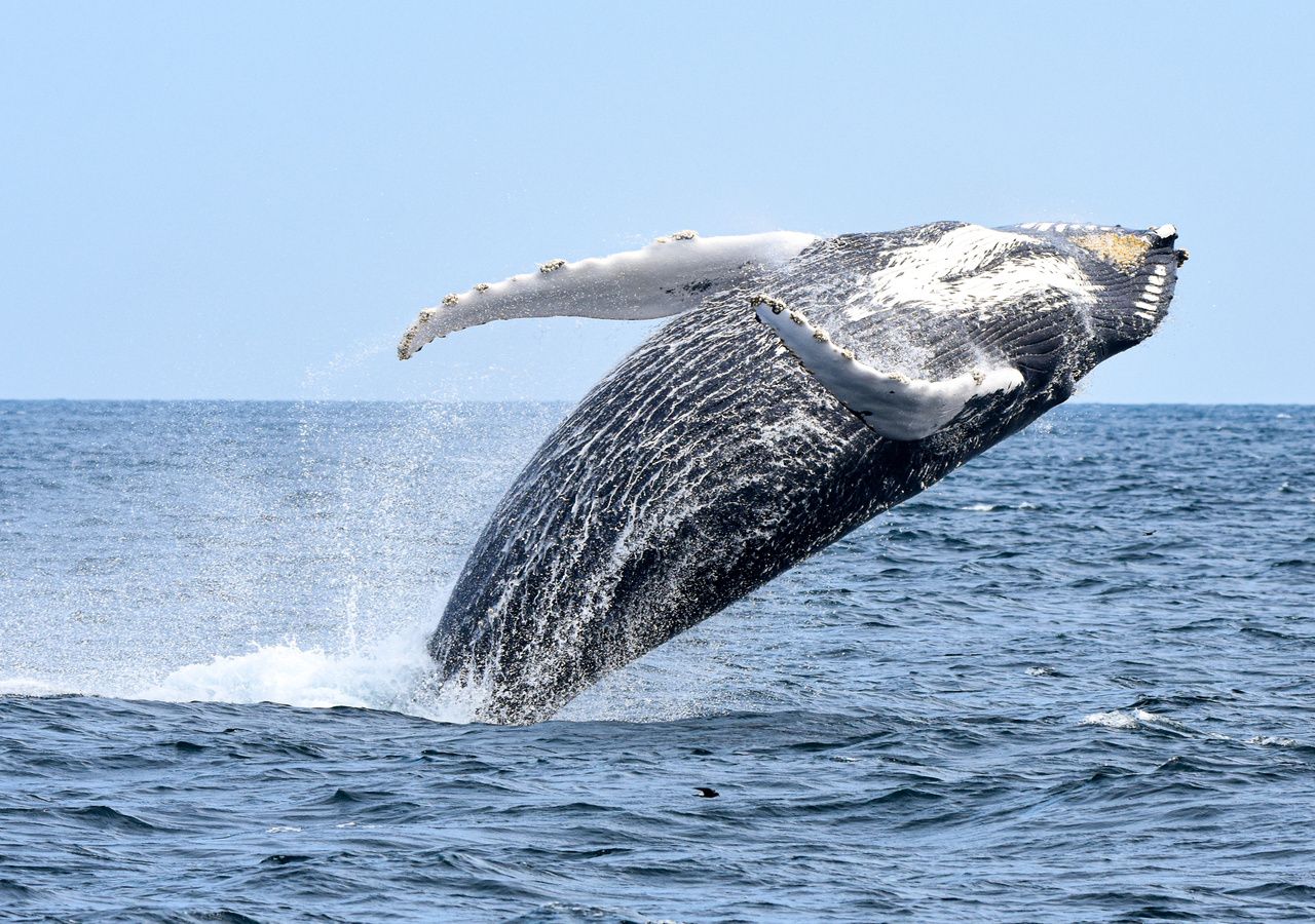 Humans and humpback whale, Twain, enter into first ever 20-minute ...
