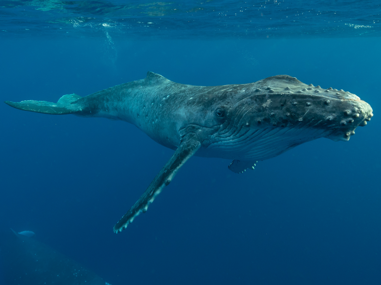 Humpback Whales Are Communicating with Humans Using Bubble Rings
