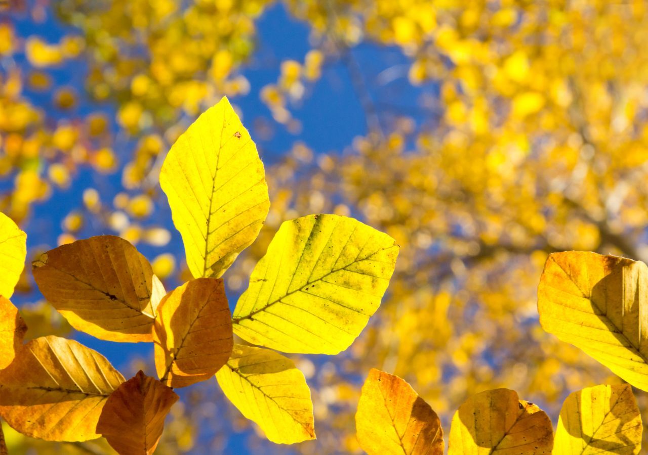 Bringt uns ein Hurrikan den Altweibersommer? Am Donnerstag Unwettergefahr!
