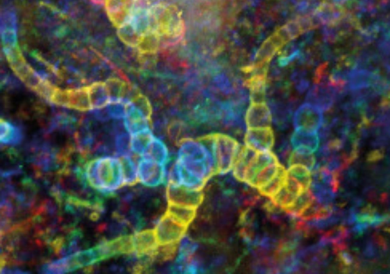 Identifican una de las primeras bacterias que colonizó tierra firme ...