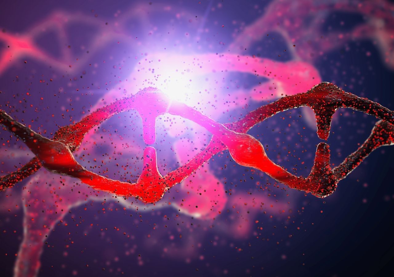 The Y Chromosome Is Disappearing: Is The Future Of The Male Gender At Risk?