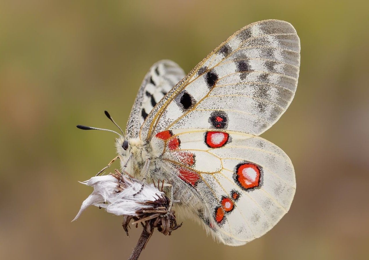 The charm of the Apollo butterfly, a true relic of the Ice Age