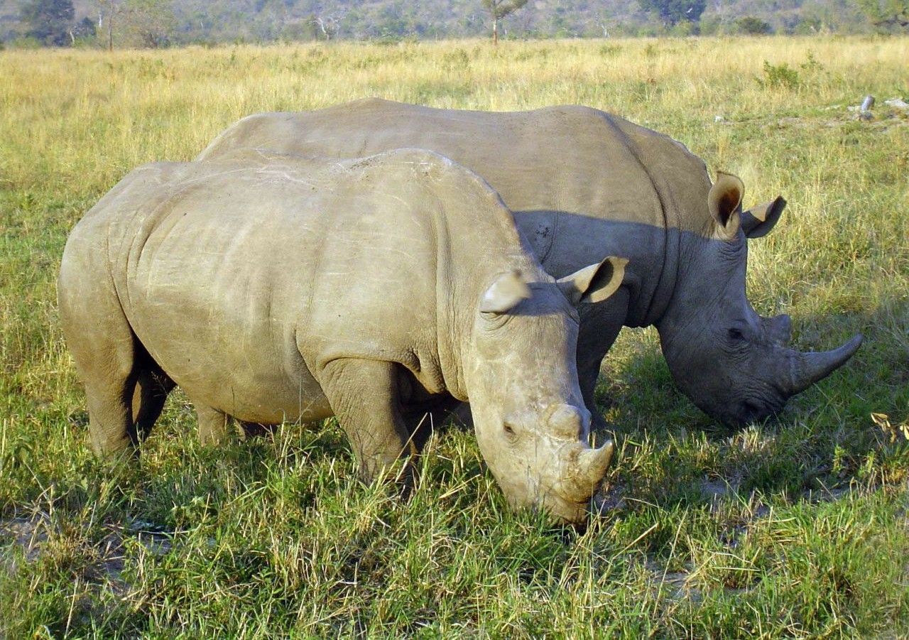 Il rinoceronte bianco settentrionale è funzionalmente estinto ...