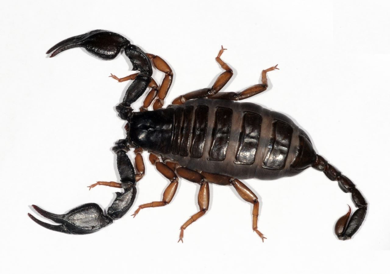 In Italia vivono diverse specie di scorpioni: sono realmente pericolose ...