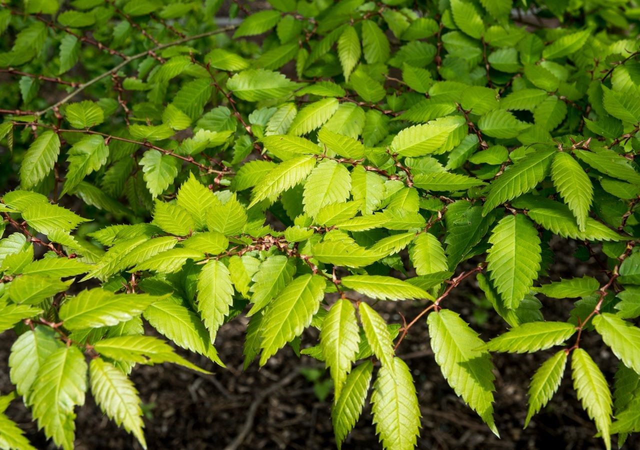 In Sicilia si trova la pianta più rara del mondo, l'incredibile storia della Zelkova sicula