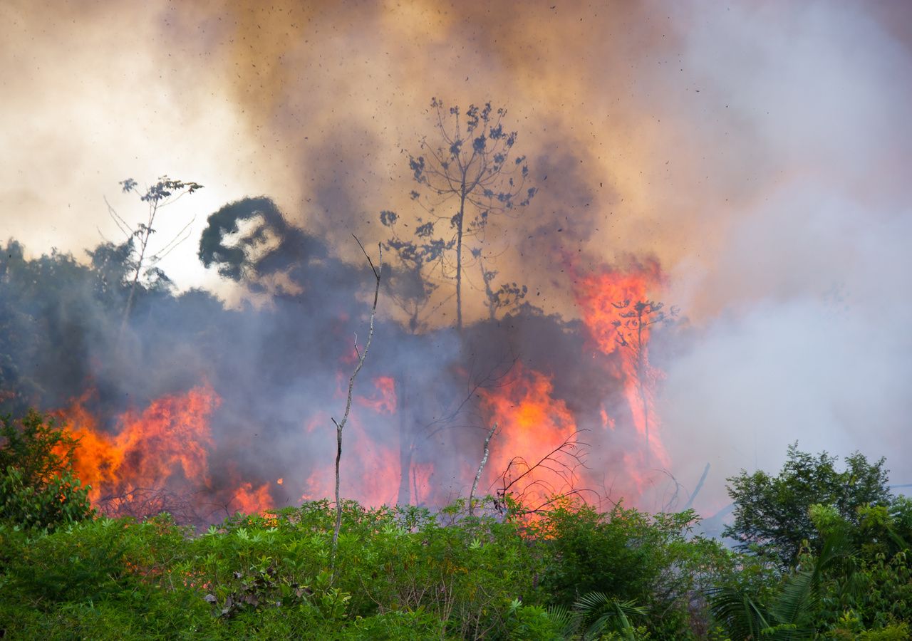 Les incendies en Amazonie font rage : une situation alarmante