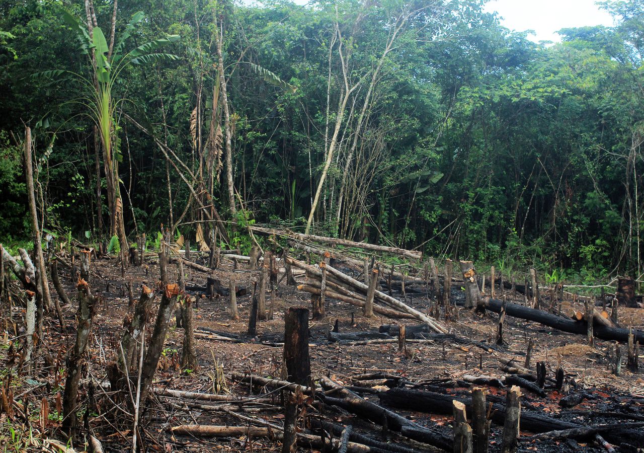 Incendies en Amazonie : la saison sèche pourrait aggraver la situation