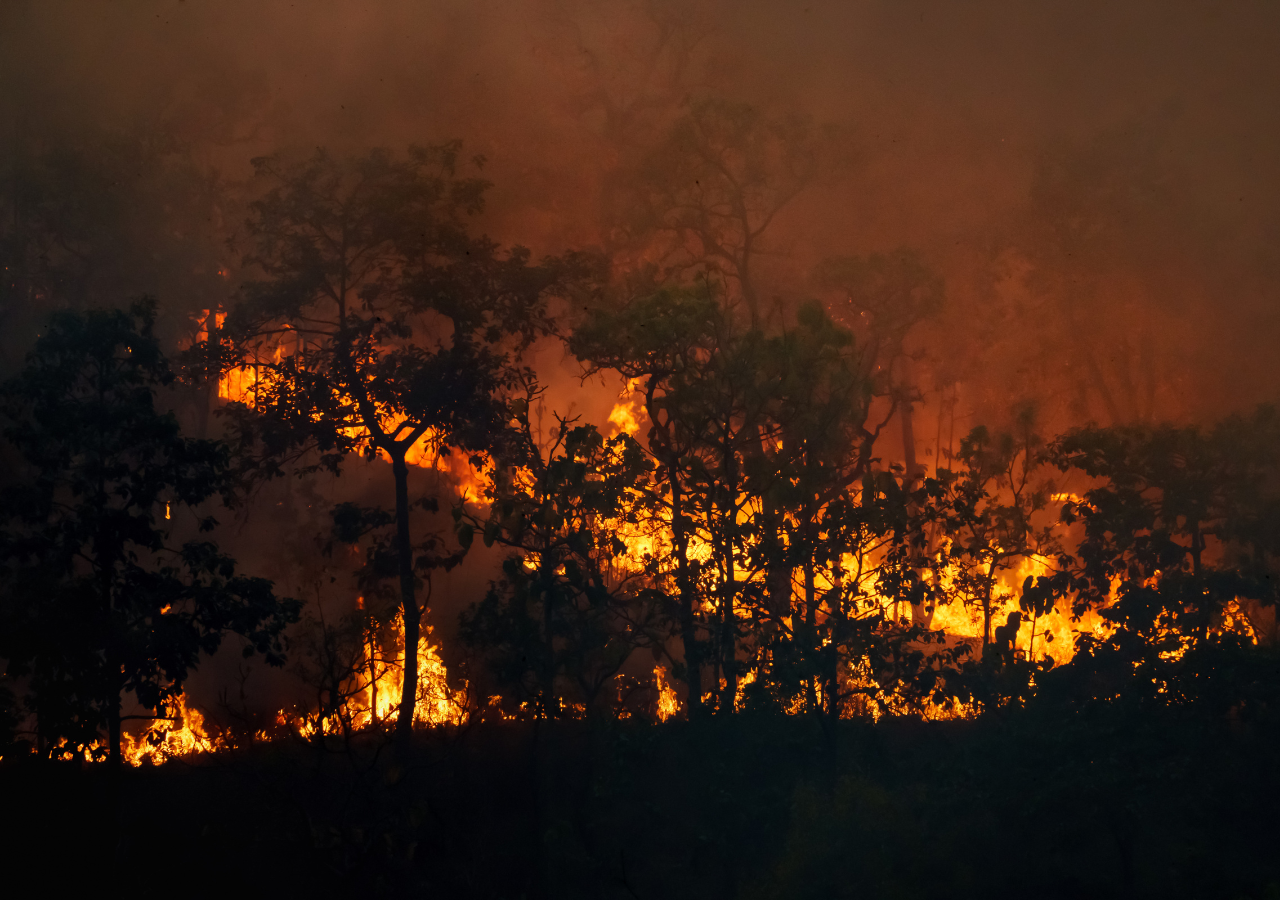 Incendios forestales en Chile: por qué el cambio climático los vuelve ...