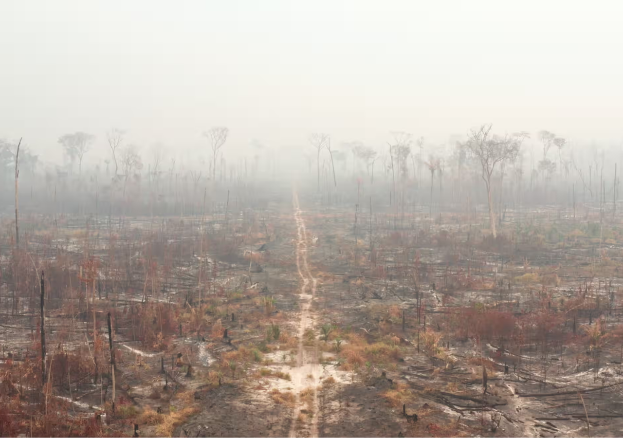 ¡Los incendios en el Amazonas están batiendo récords y 2024 ya es el ...
