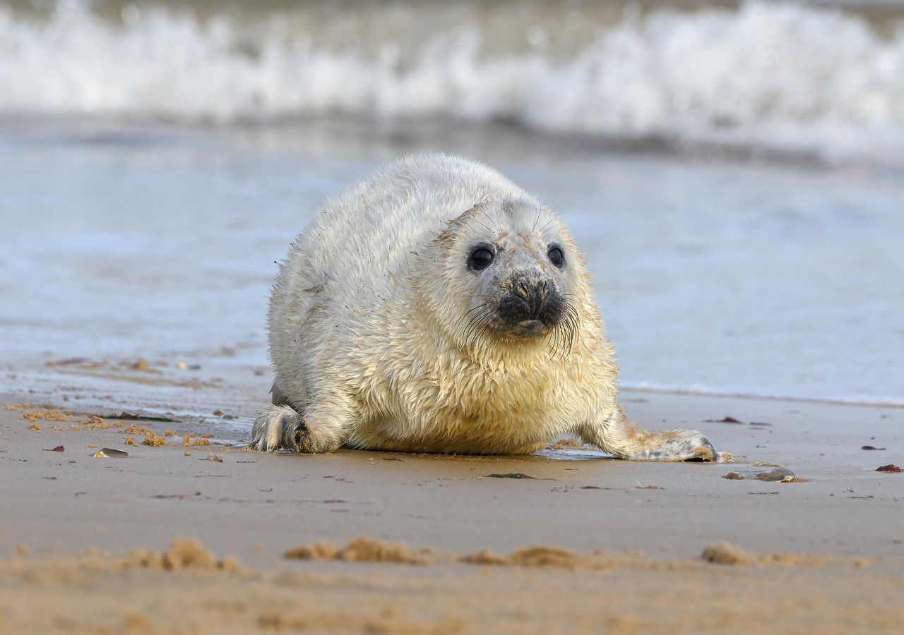 Increasing UK storms are putting seal pups at risk, groundbreaking ...