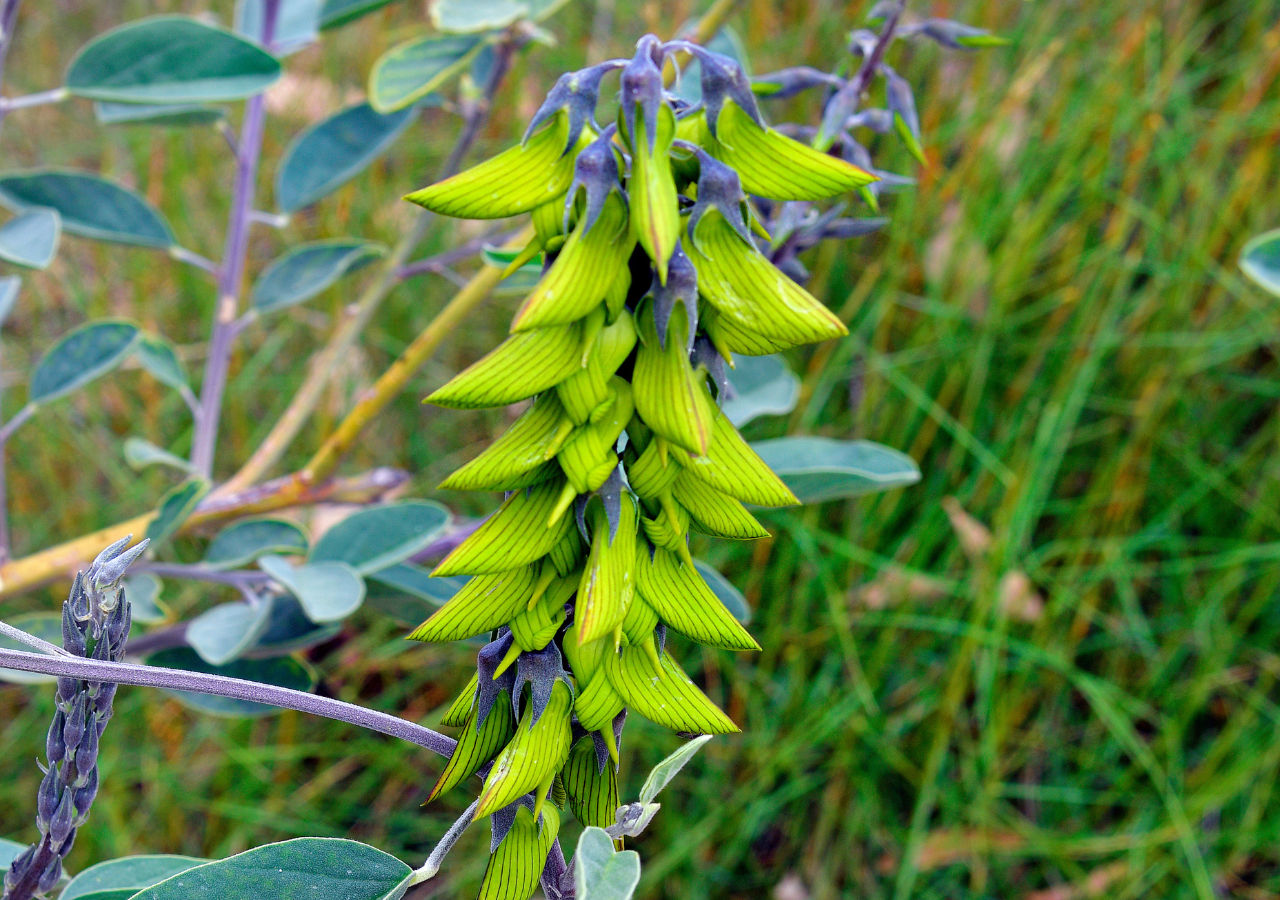 Increíble pero cierto: la planta que se disfraza de colibrí para defenderse y reproducirse
