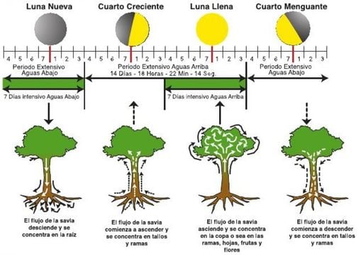 Flor Lunar Del Tiempo Luna De Flores 2024: ¿Cuándo Verla Y Por Qué