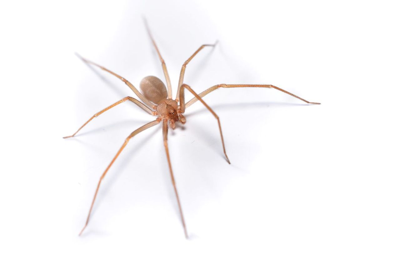 Inicia en México la temporada de agresiones de araña violinista