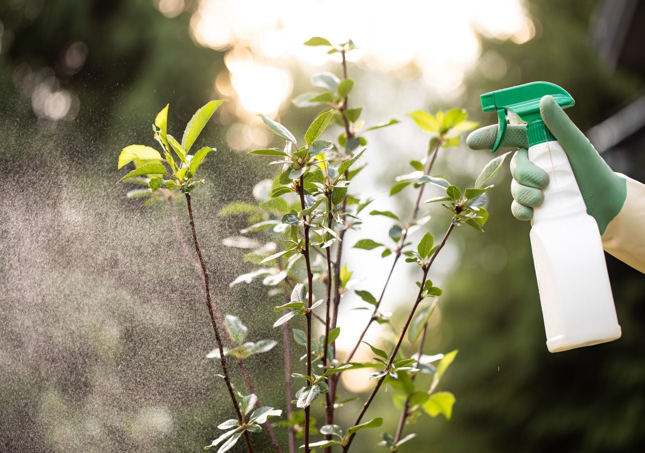 Insecticidas naturales: la solución ecológica para tu jardín