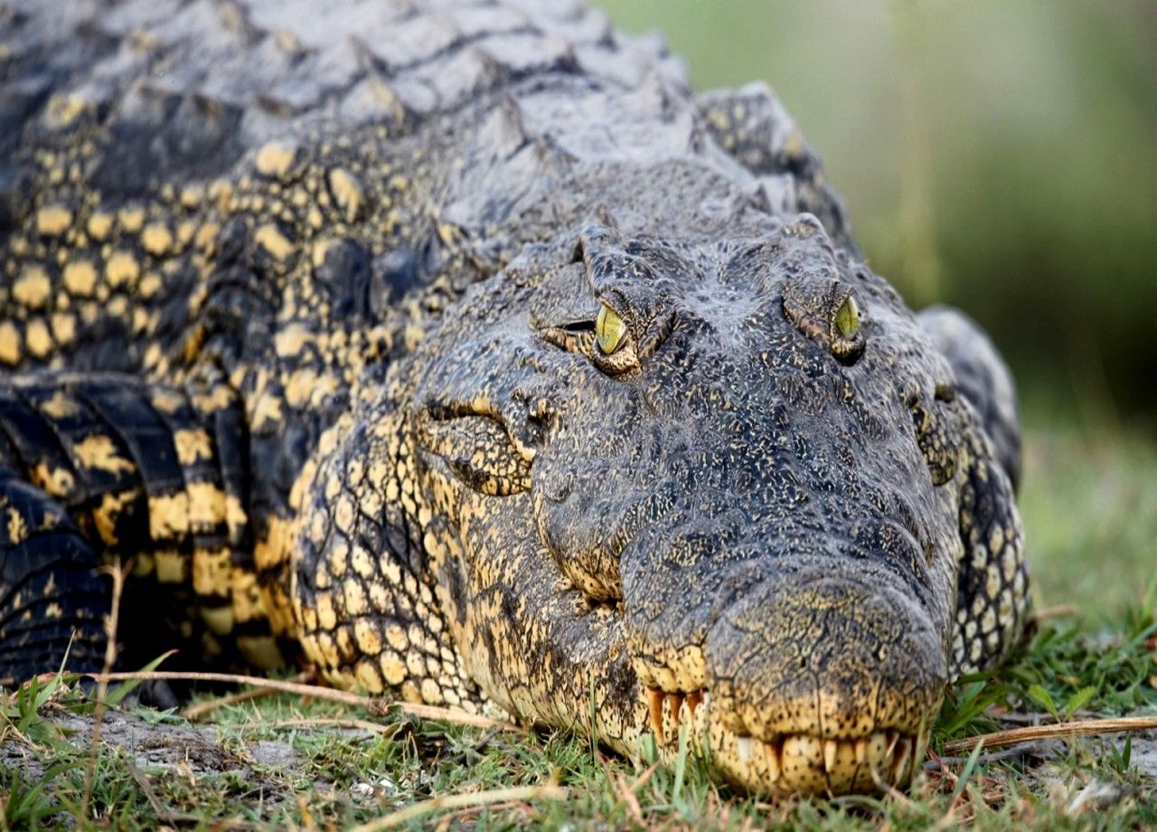 Unusual: the oldest crocodile in the world with 10,000 descendants ...